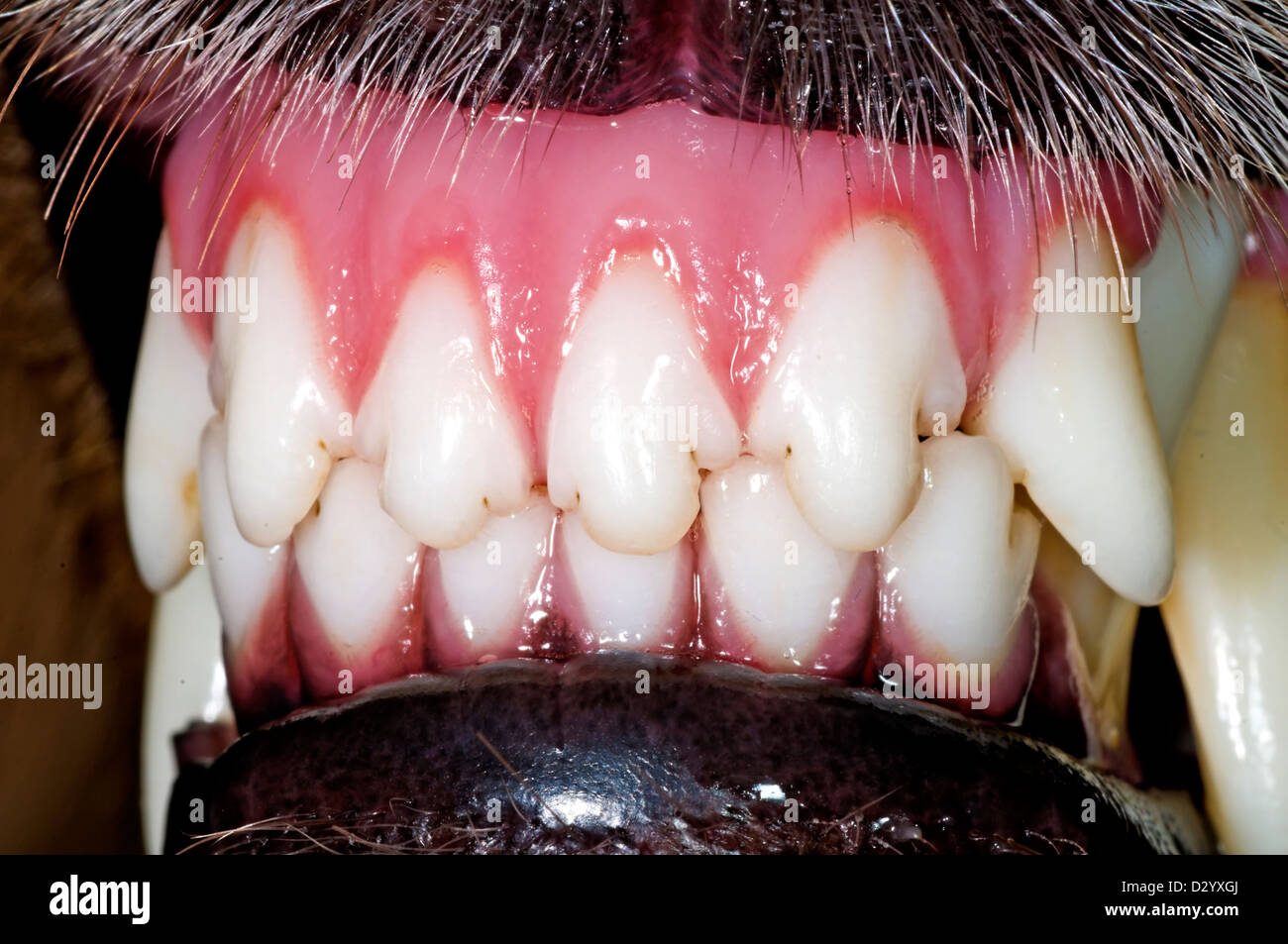 dog teeth Stock Photo - Alamy