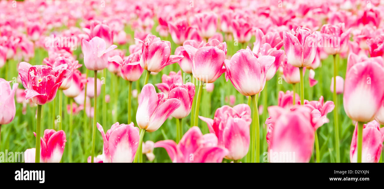 beautiful tulips field in spring time Stock Photo - Alamy