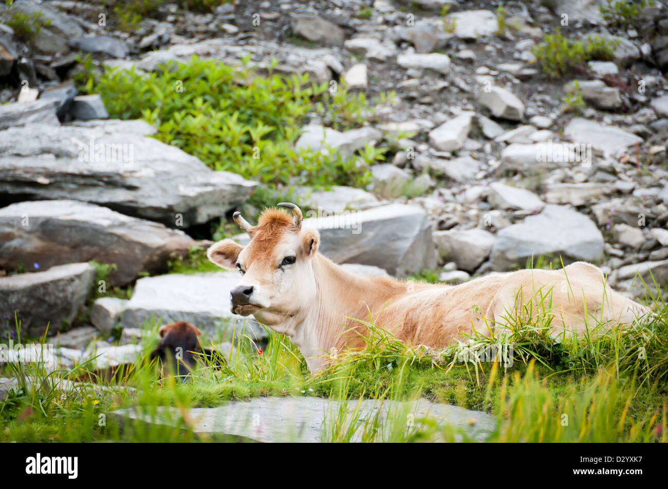 Cow on mountains pasture, with stone slope on background Stock Photo ...