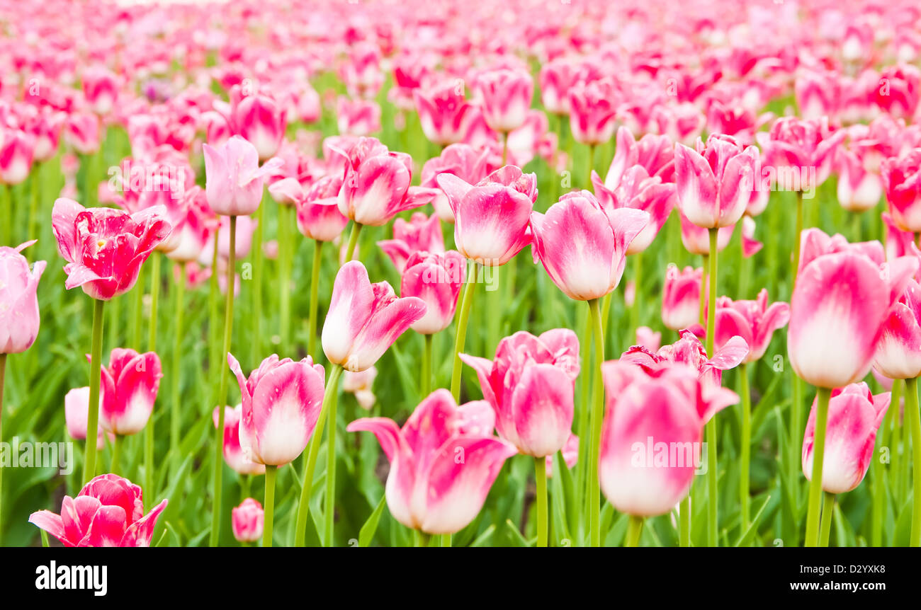 beautiful tulips field in spring time Stock Photo - Alamy
