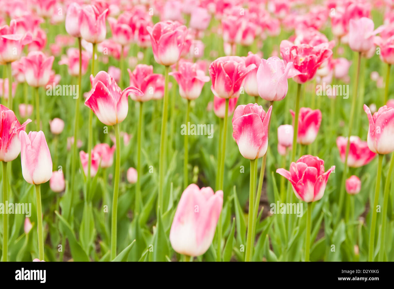 beautiful tulips field in spring time Stock Photo - Alamy