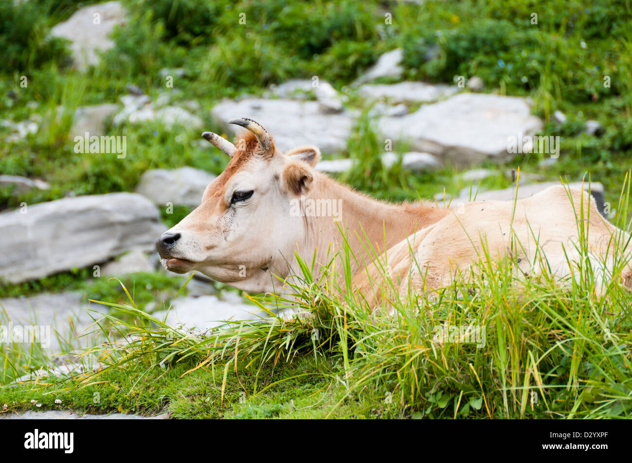 Cow on mountains pasture, with stone slope on background Stock Photo ...