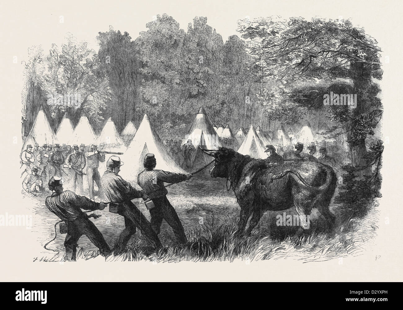 THE WAR IN AMERICA: QUARTERMASTER'S DEPARTMENT KILLING BULLOCKS IN THE ...