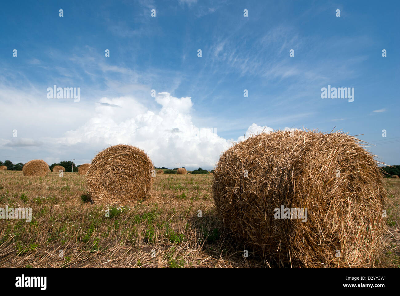 straws on the field Stock Photo - Alamy