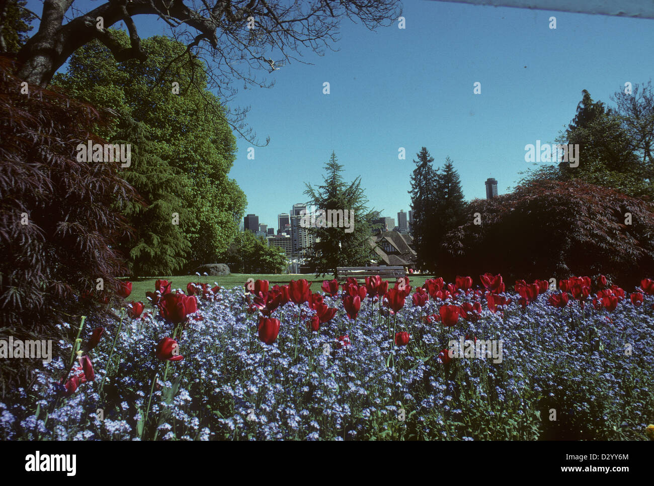Spring flowers, Stanley Park, Vancouver, British Columbia, Canada Stock ...