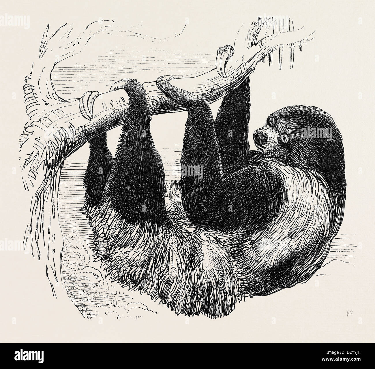 Sloth zoo uk hi-res stock photography and images - Alamy