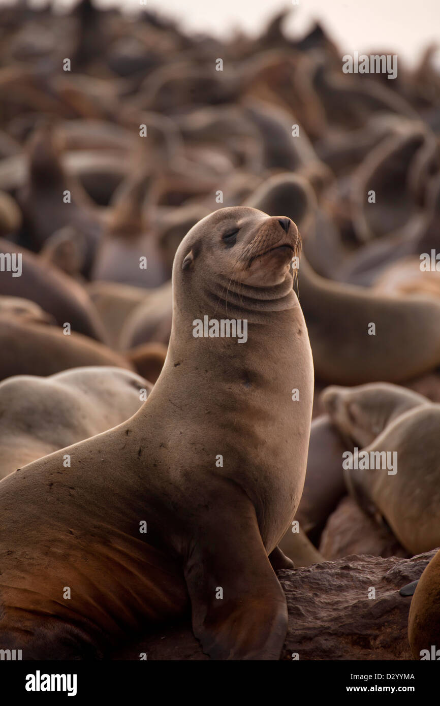 Seal monterey harbor hi-res stock photography and images - Alamy