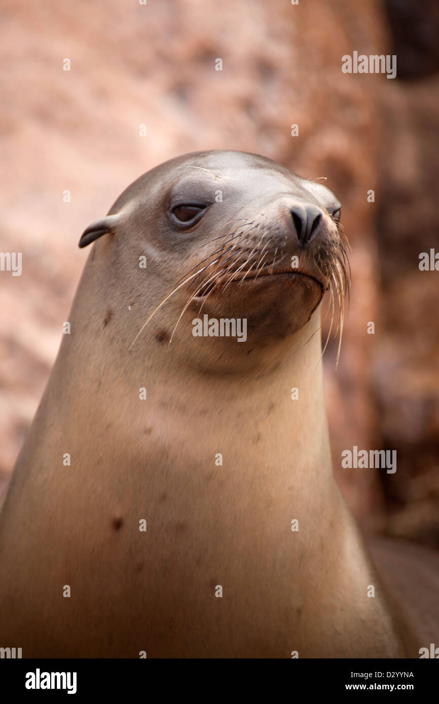 Harbor seals at the coast in Monterey, California, United States of ...