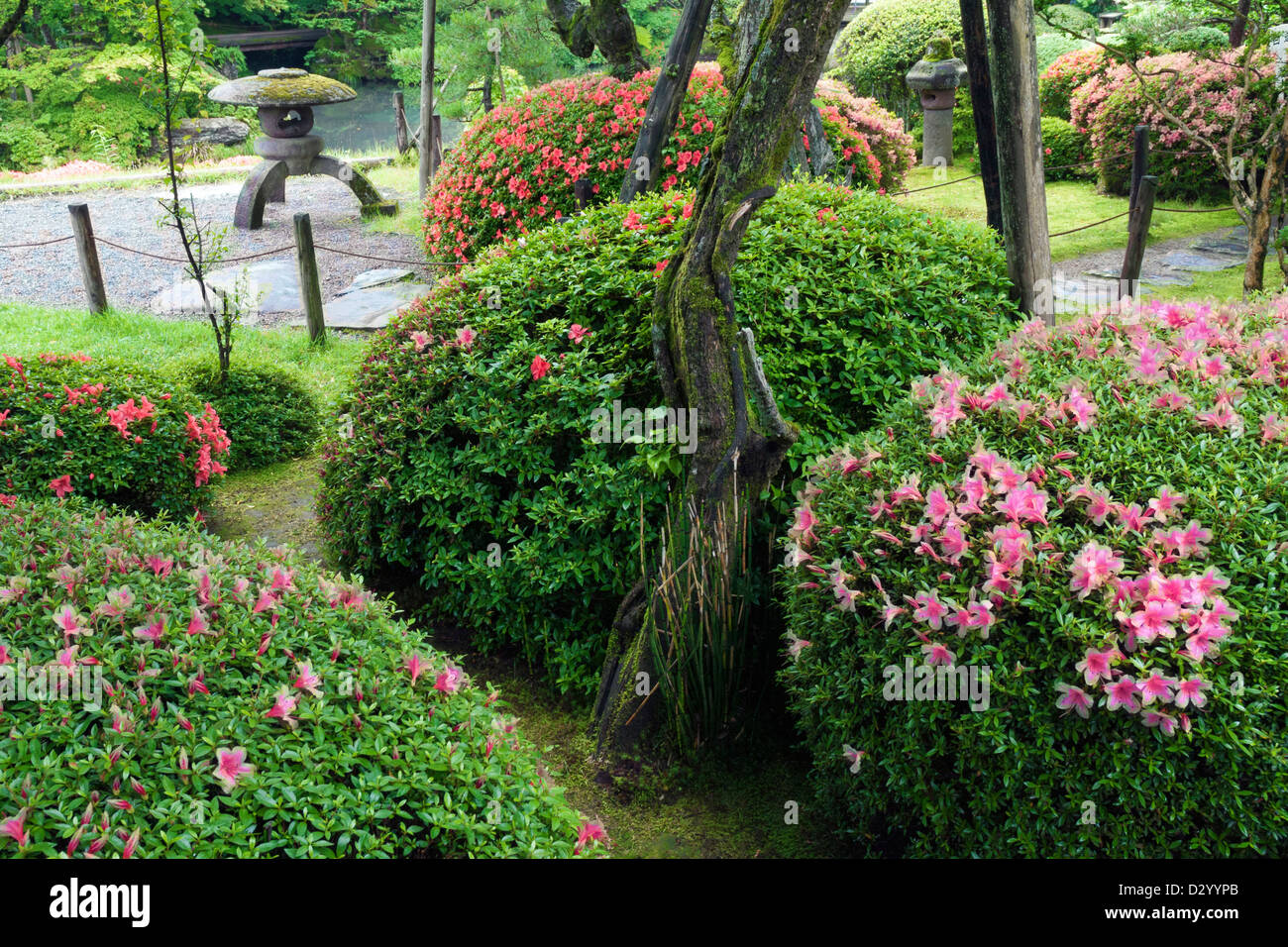 Japanese Zen garden with blossom azalea bushes by summer Stock Photo ...