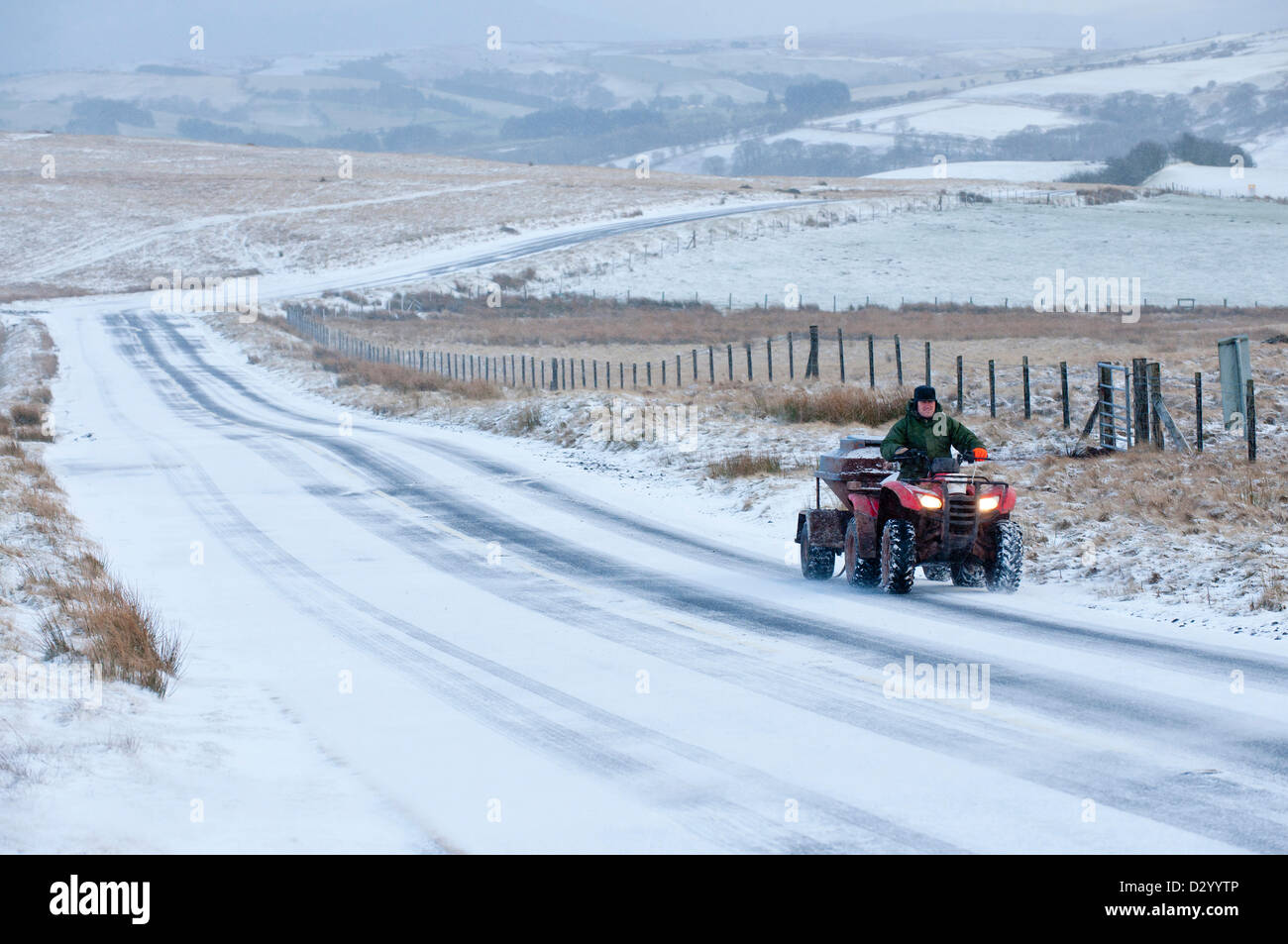 Cambrian Mountains, Wales, UK. 5th February, 2013. A hefted sheep ...