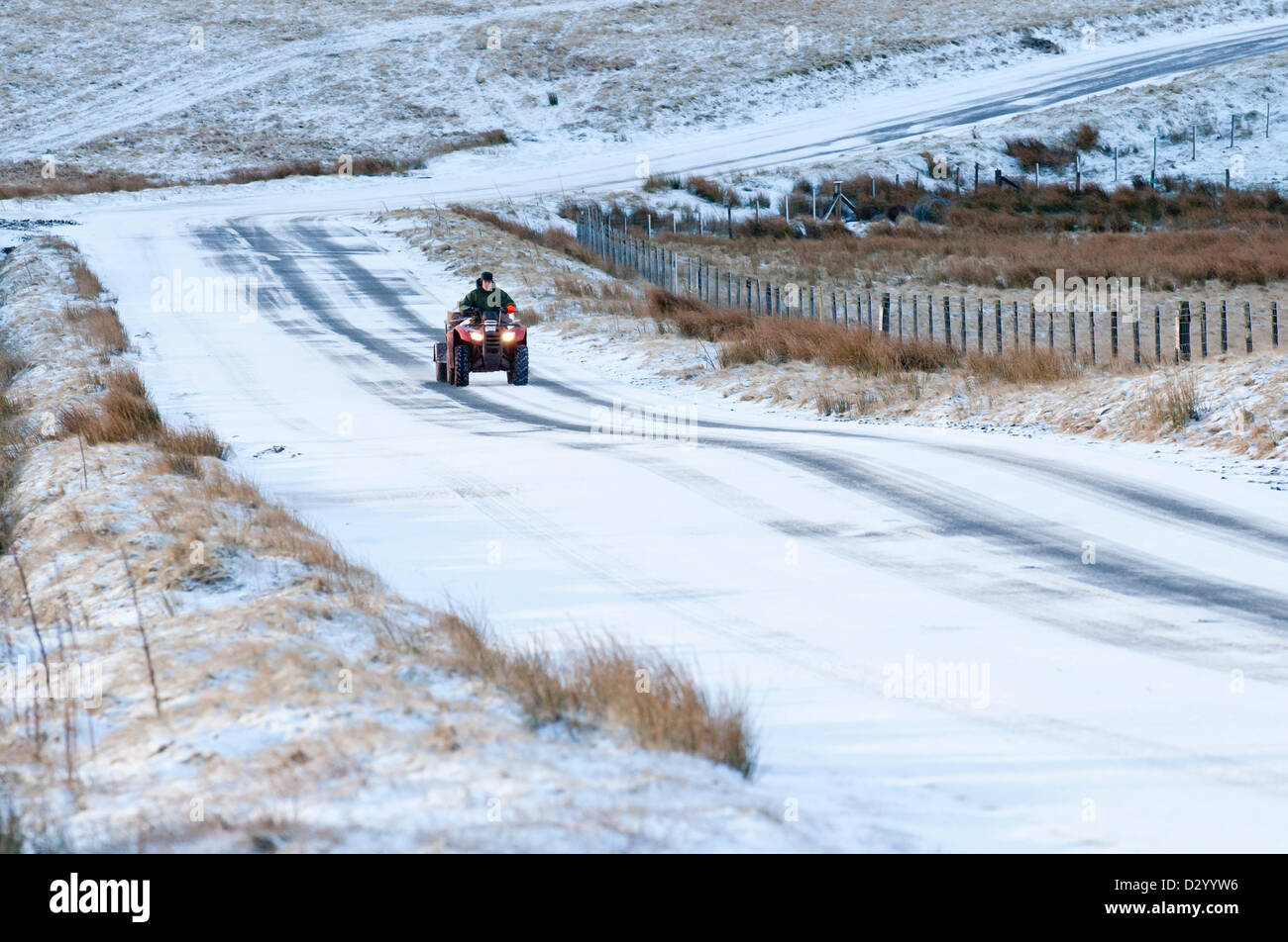 Cambrian Mountains, Wales, UK. 5th February, 2013. A hefted sheep ...