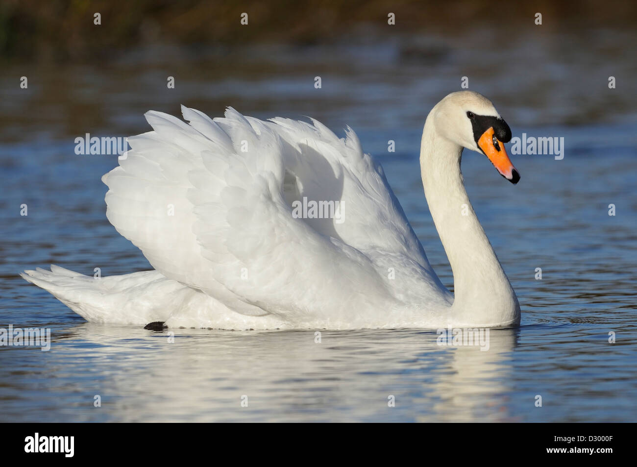 Mute cob swan hi-res stock photography and images - Alamy