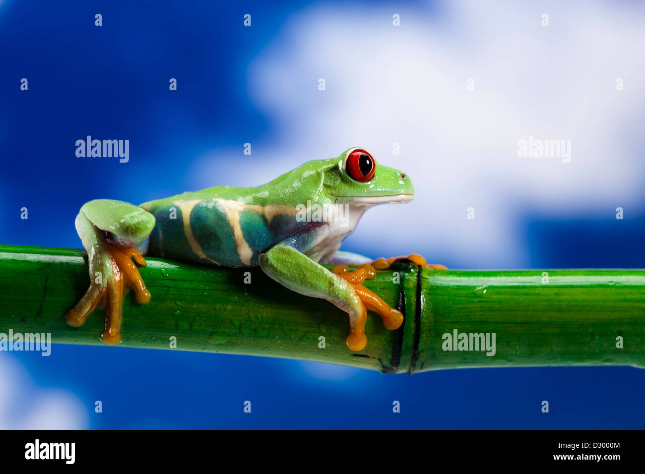 Red eyed leaf frog Stock Photo - Alamy