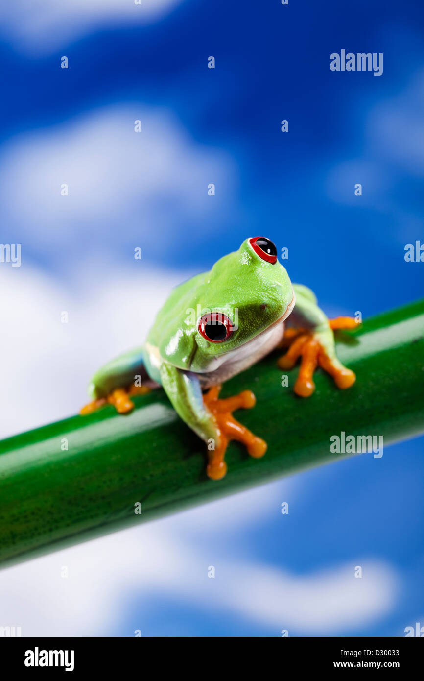Frog abstraction hi-res stock photography and images - Alamy