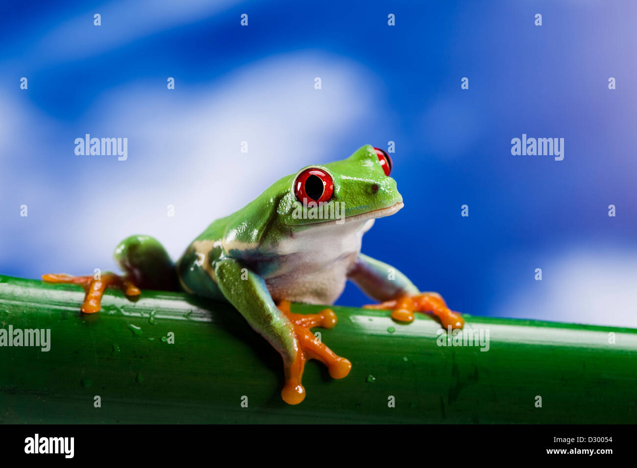 Frog abstraction hi-res stock photography and images - Alamy