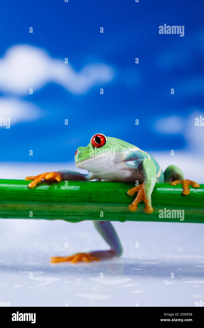 Frog abstraction hi-res stock photography and images - Alamy
