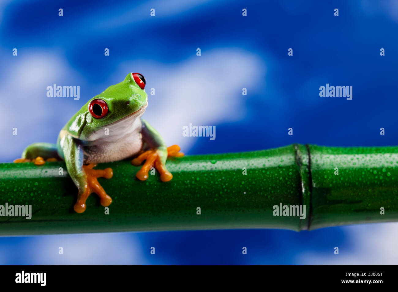 Frog abstraction hi-res stock photography and images - Alamy
