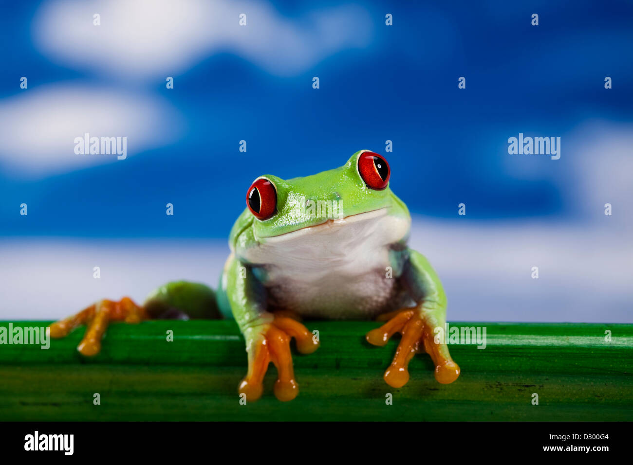 Frog - small animal red eyed Stock Photo - Alamy