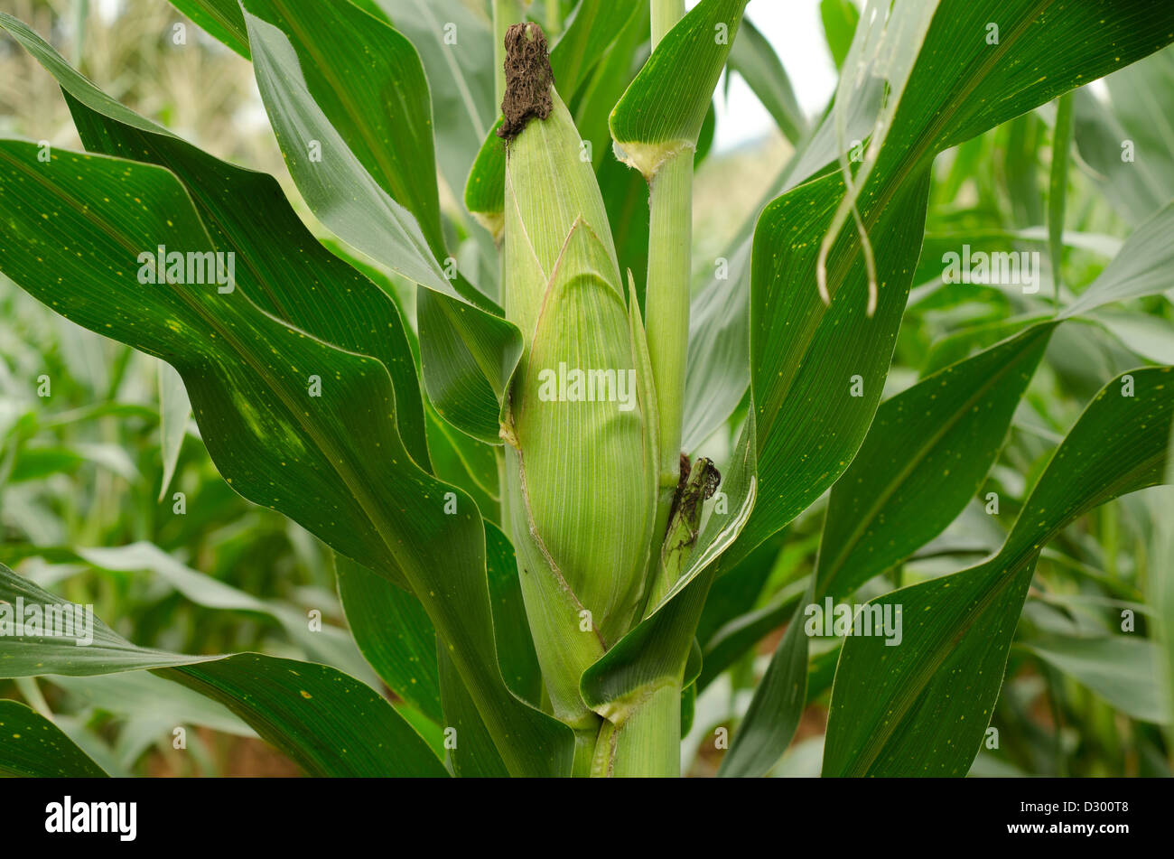 How is the corn tree hi-res stock photography and images - Alamy