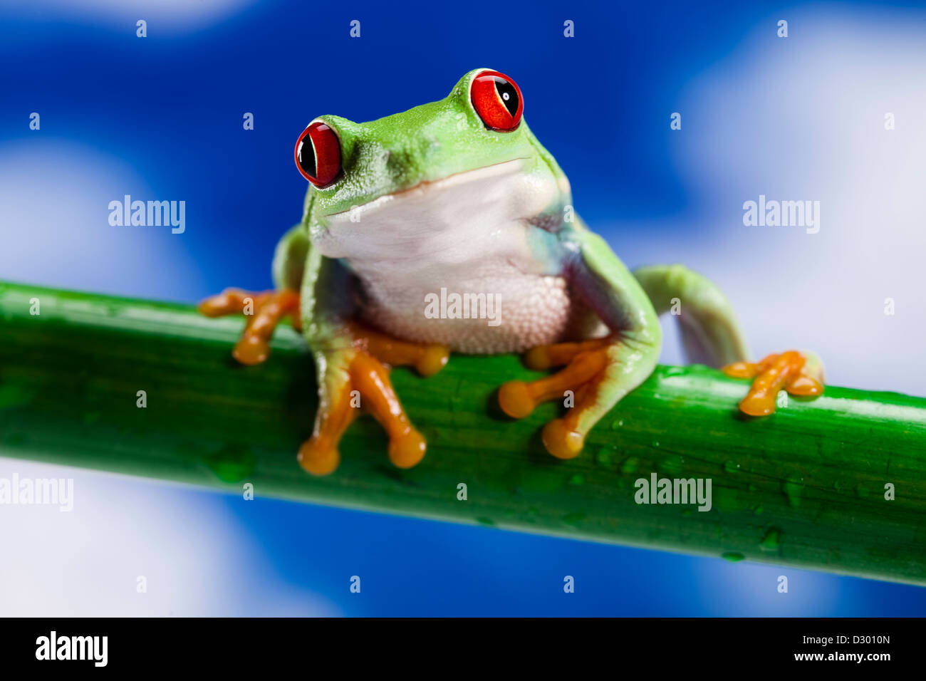 Red eyed tree frog Stock Photo - Alamy