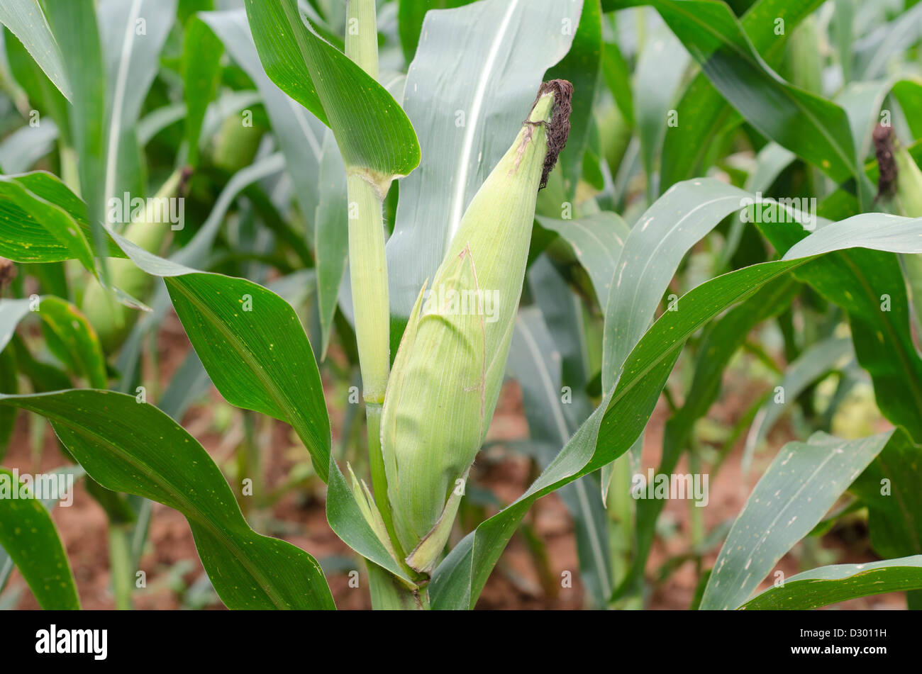 Corn weed hi-res stock photography and images - Alamy