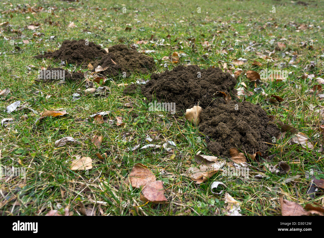 Moles in winter hi-res stock photography and images - Alamy