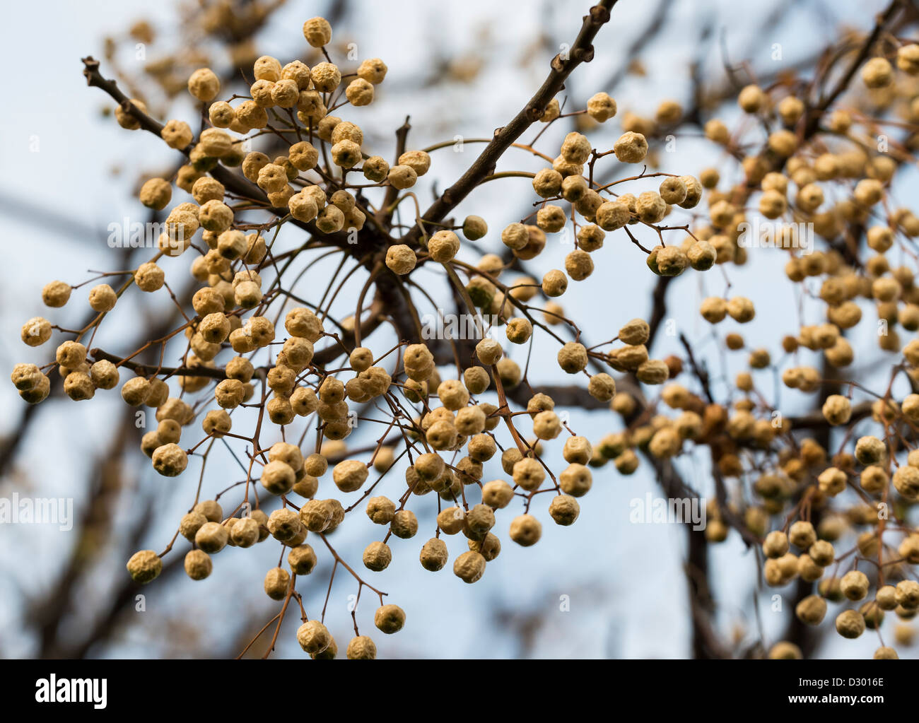 Melia azedarach hi-res stock photography and images - Alamy