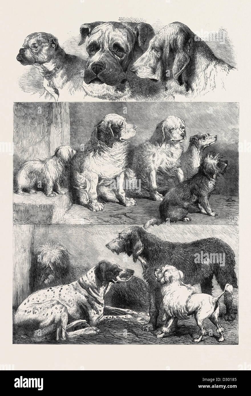 PRIZE DOGS FROM THE EXHIBITION OF SPORTING AND OTHER DOGS HELD LAST ...