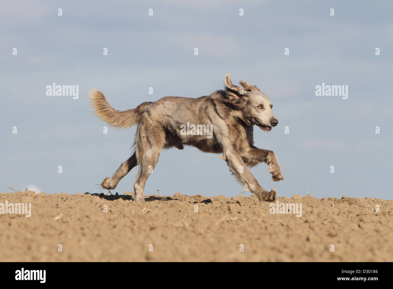 dog Weimaraner longhair / adult running in a field Stock Photo - Alamy