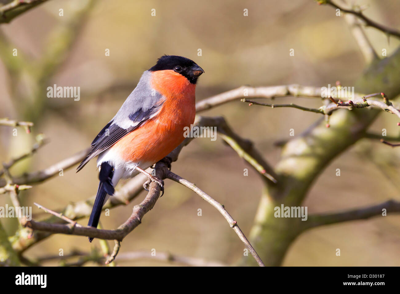 Fringillidae hi-res stock photography and images - Alamy