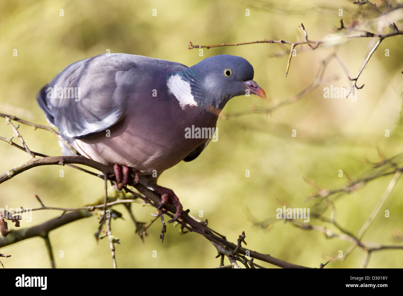 Columbidae hi-res stock photography and images - Alamy