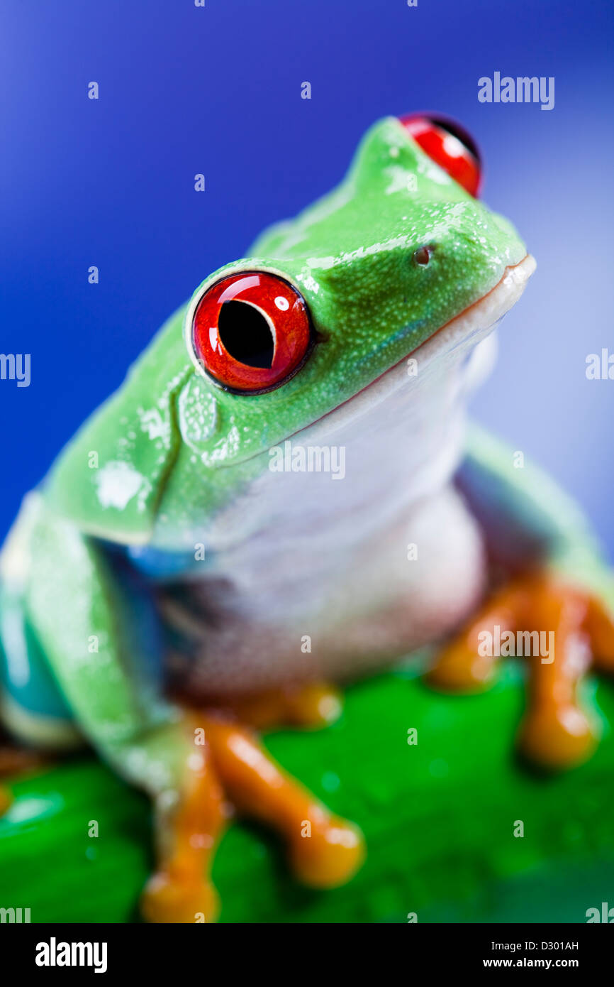Frog - small animal red eyed Stock Photo - Alamy