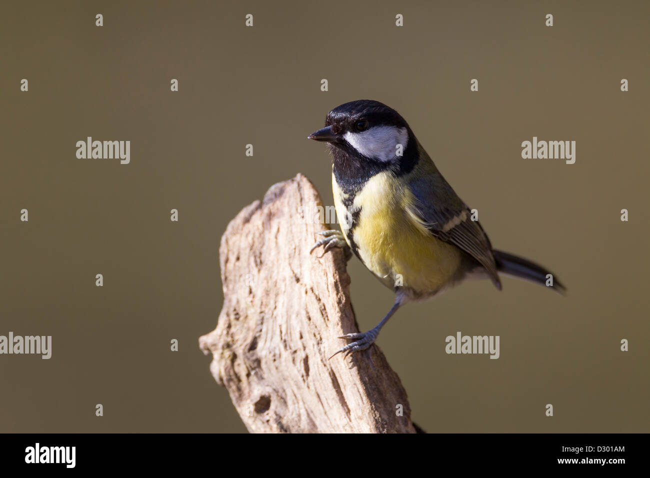 Great Tit Parus major (Paridae Stock Photo - Alamy