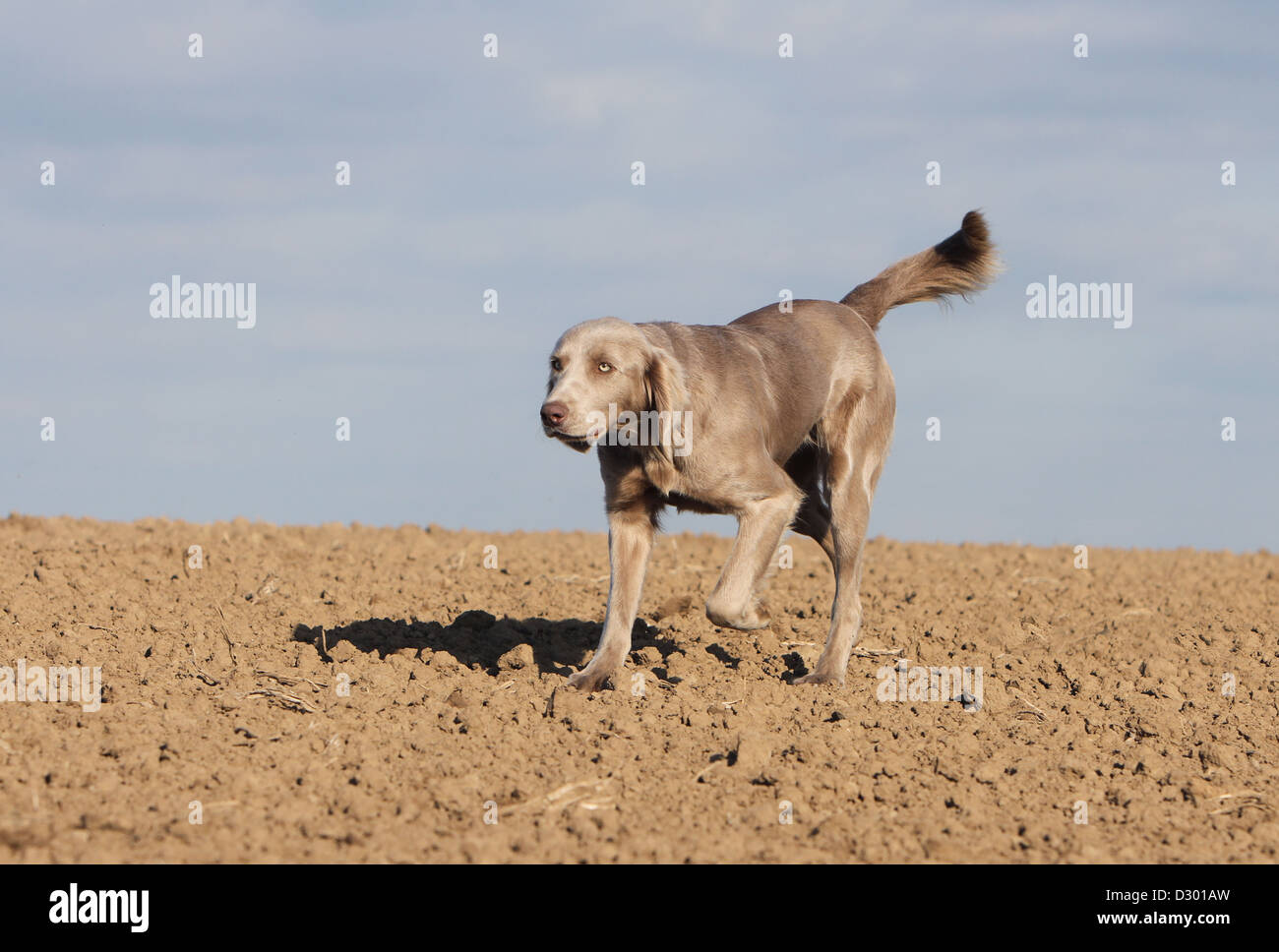 dog Weimaraner longhair / adult running in a field Stock Photo - Alamy