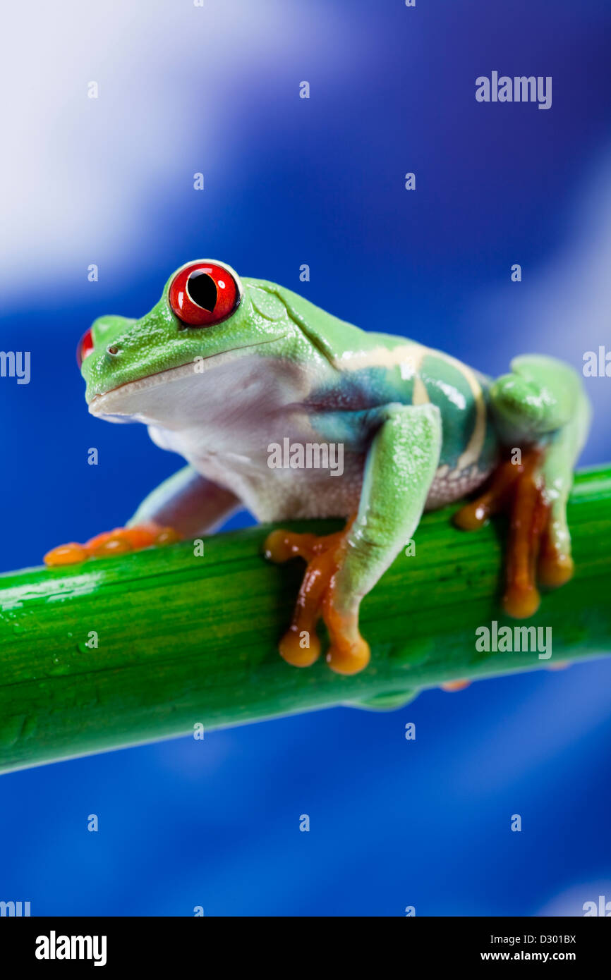 Frog - small animal red eyed Stock Photo - Alamy