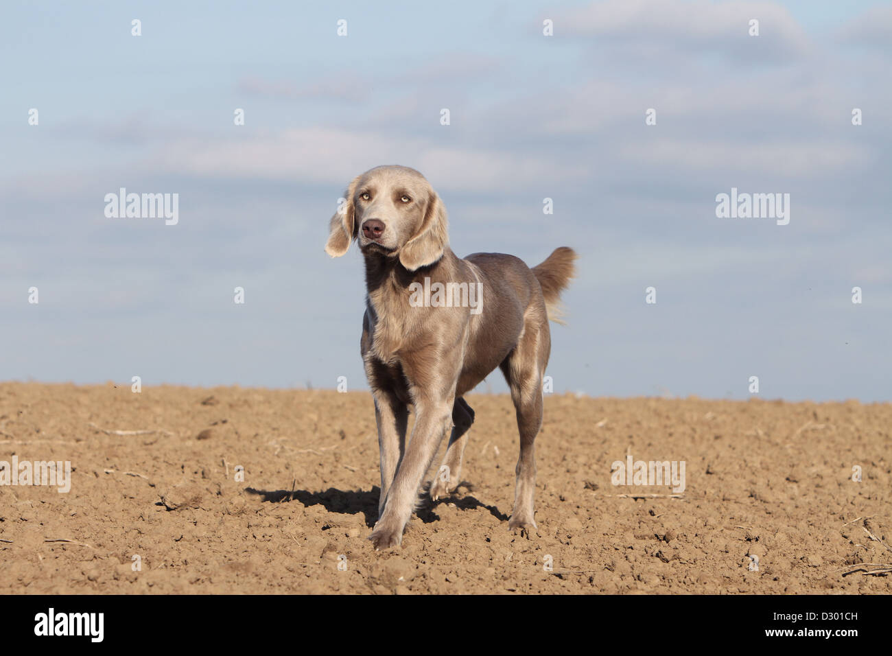 dog Weimaraner longhair / adult standing in a field Stock Photo - Alamy