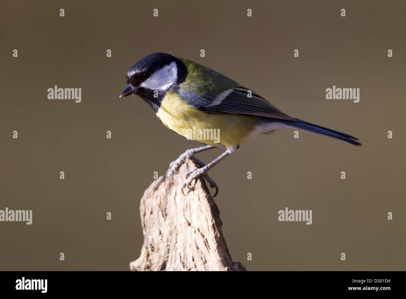 Great Tit Parus major (Paridae Stock Photo - Alamy
