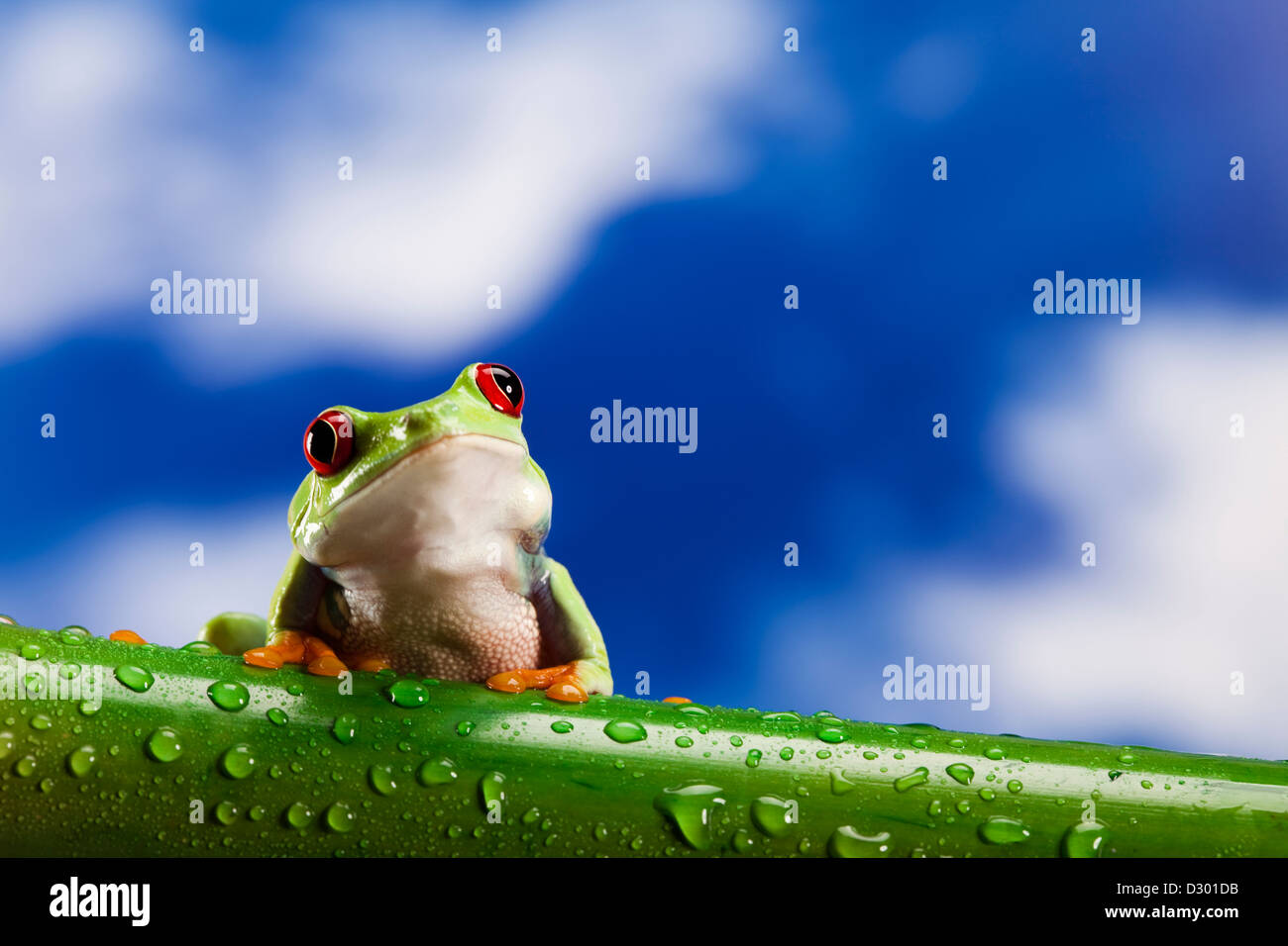 Frog - small animal red eyed Stock Photo - Alamy