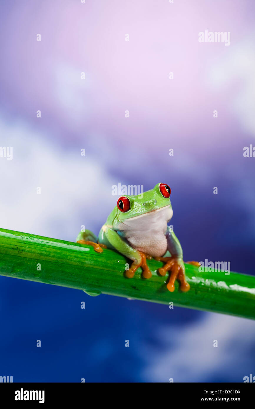 Frog - small animal red eyed Stock Photo - Alamy