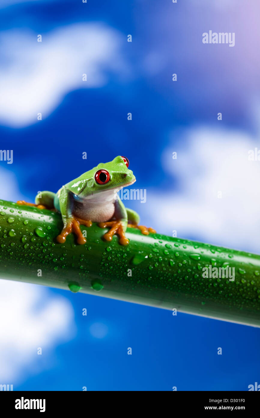 Frog - small animal red eyed Stock Photo - Alamy
