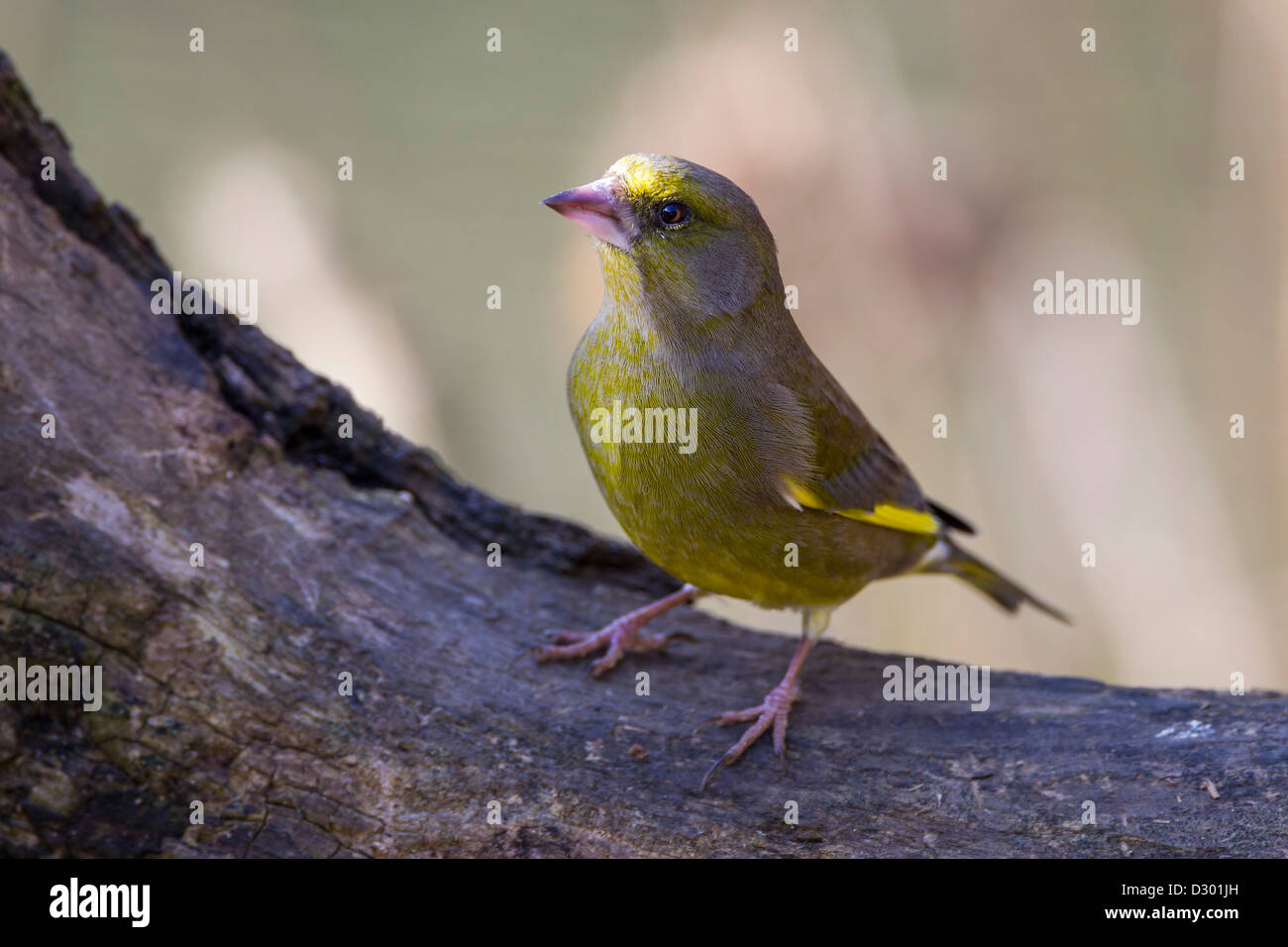 Fringillidae hi-res stock photography and images - Alamy