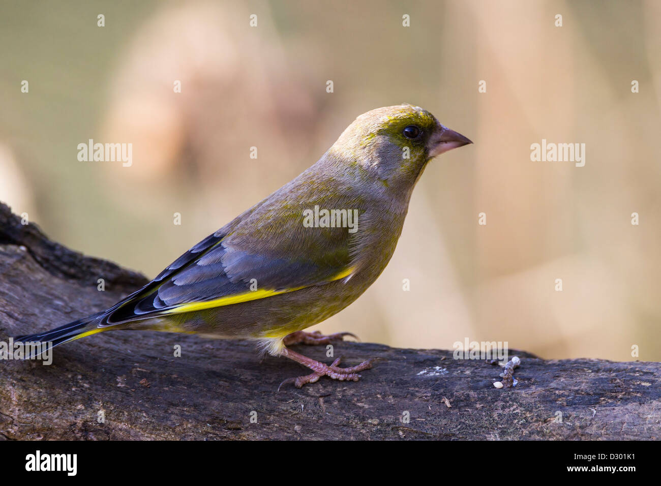 Fringillidae hi-res stock photography and images - Alamy