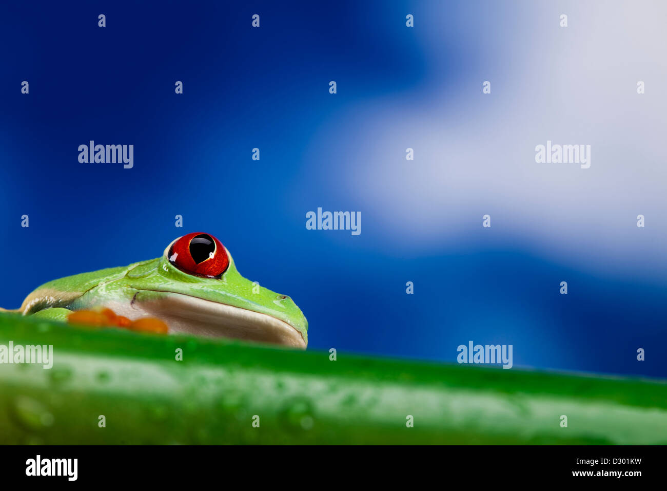 Red eyed tree frog Stock Photo - Alamy