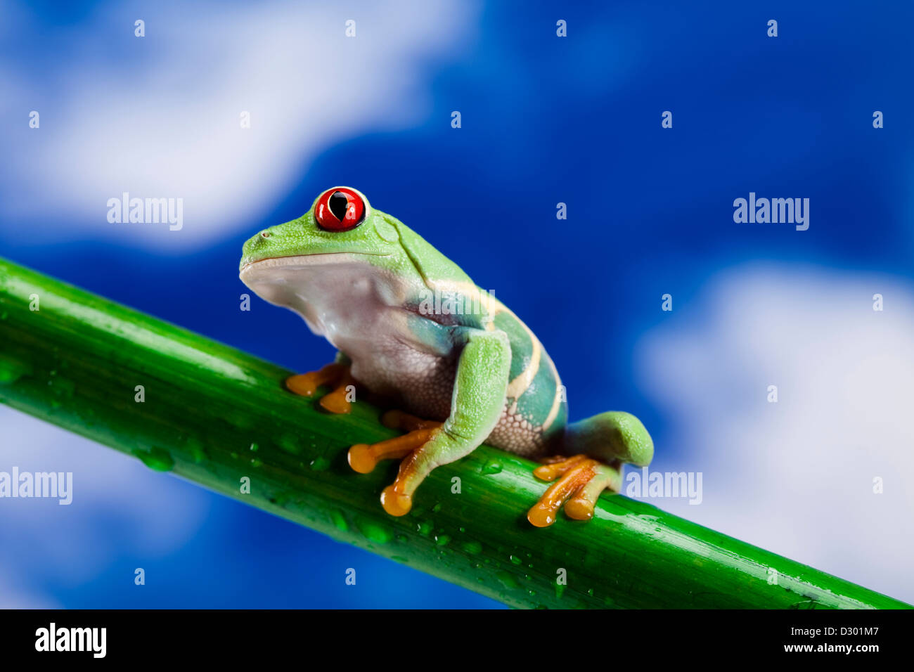Red eyed tree frog Stock Photo - Alamy