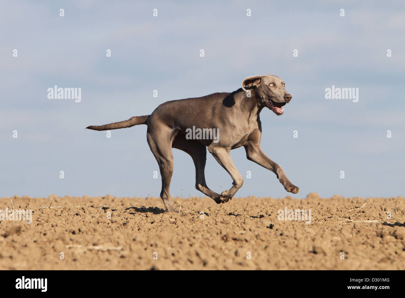 Weimaraner hi-res stock photography and images - Alamy