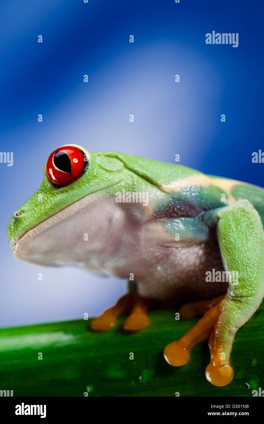 Red eyed tree frog Stock Photo - Alamy
