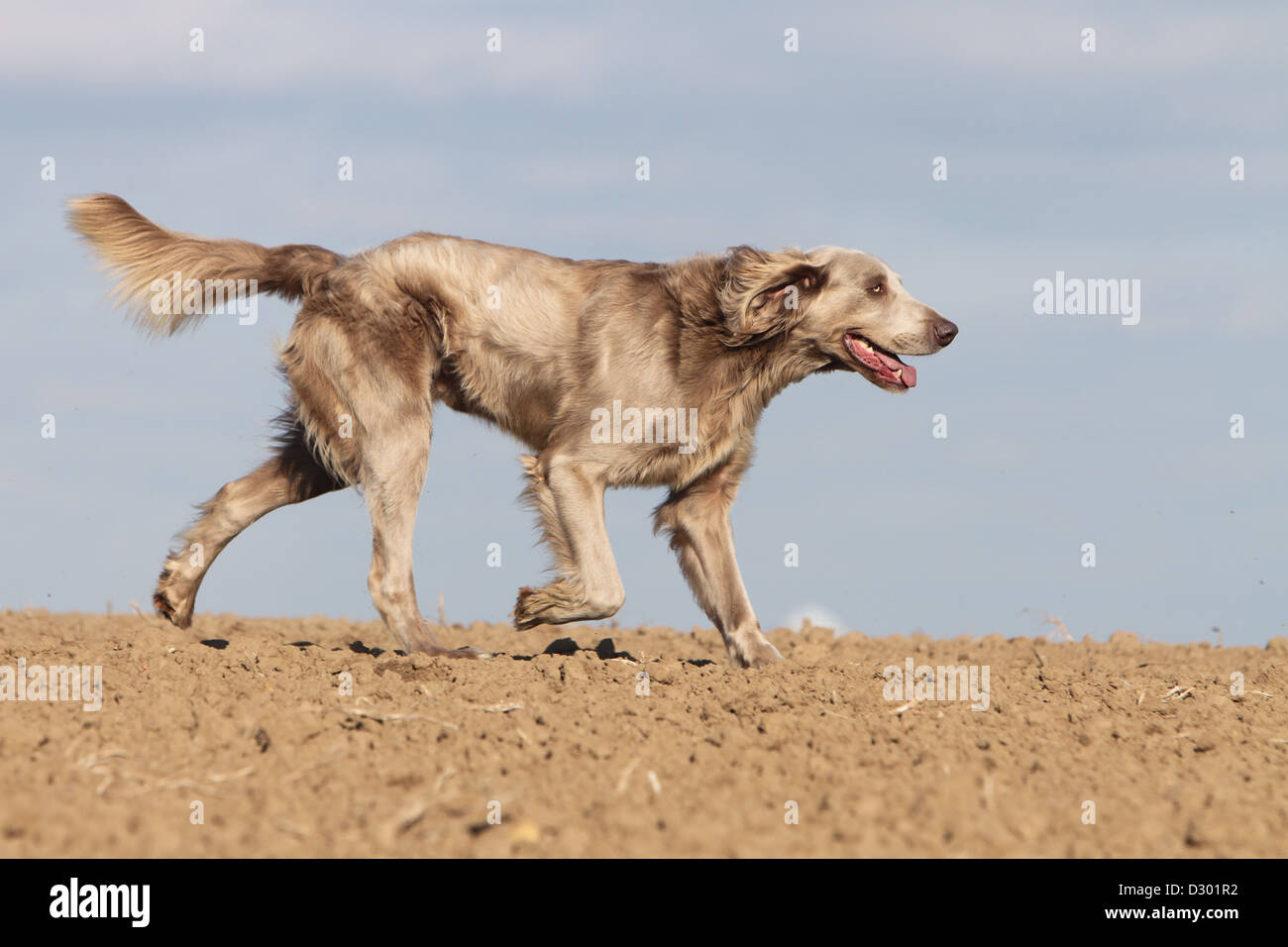 dog Weimaraner longhair / adult running in a field Stock Photo - Alamy