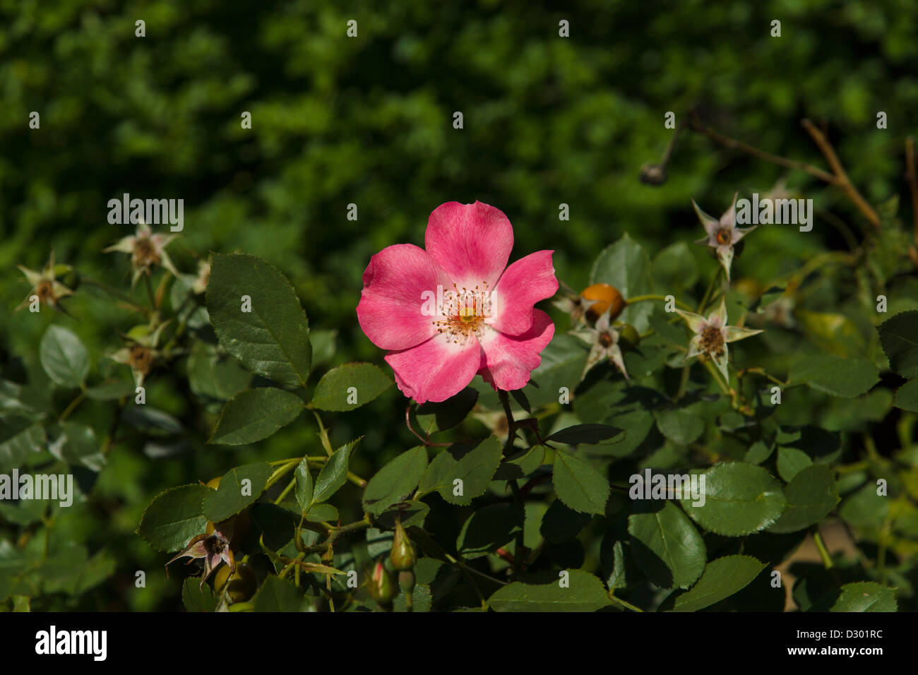 Purple briar hi-res stock photography and images - Alamy
