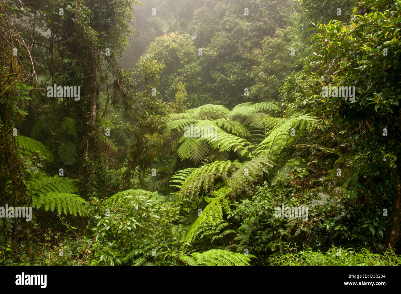 Border Ranges National Park, near Mount Warning, New South Wales ...