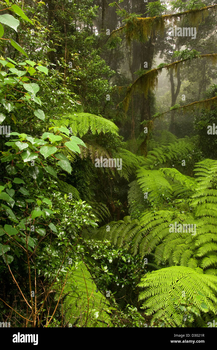 Border ranges national park new south wales hi-res stock photography ...